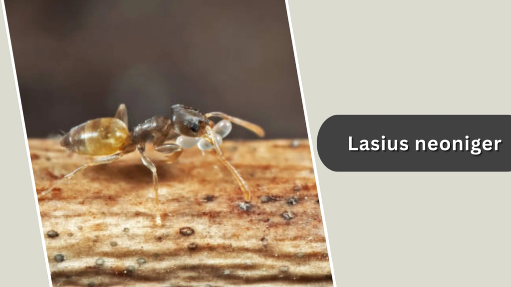 25 Types of Sugar Ants: Identification with Picture