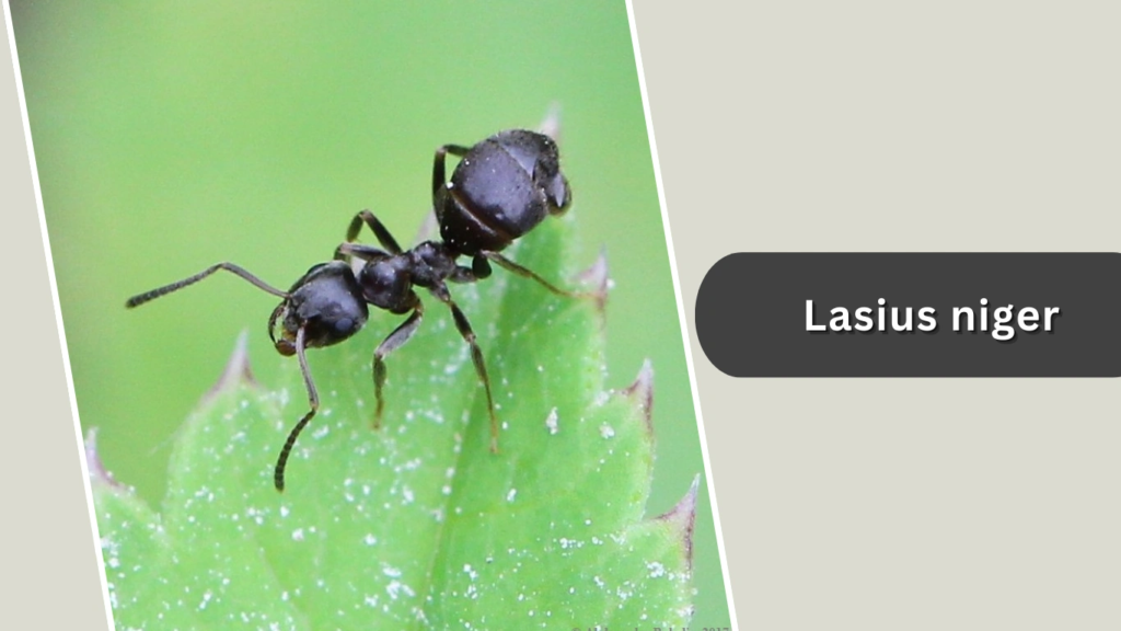 25 Types of Sugar Ants: Identification with Picture