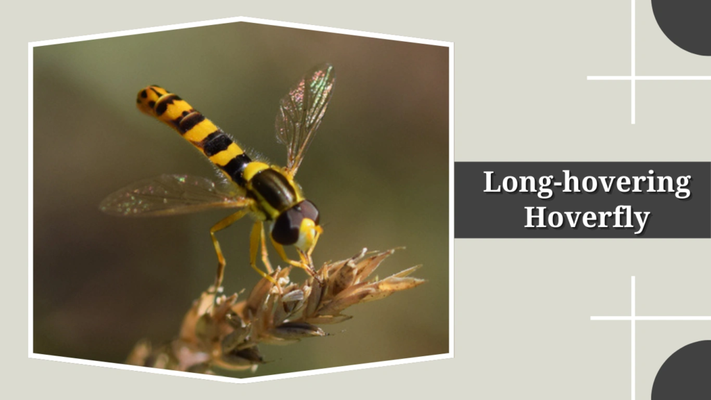 21 Types of Hoverflies: Species Identification with Name & Pictures