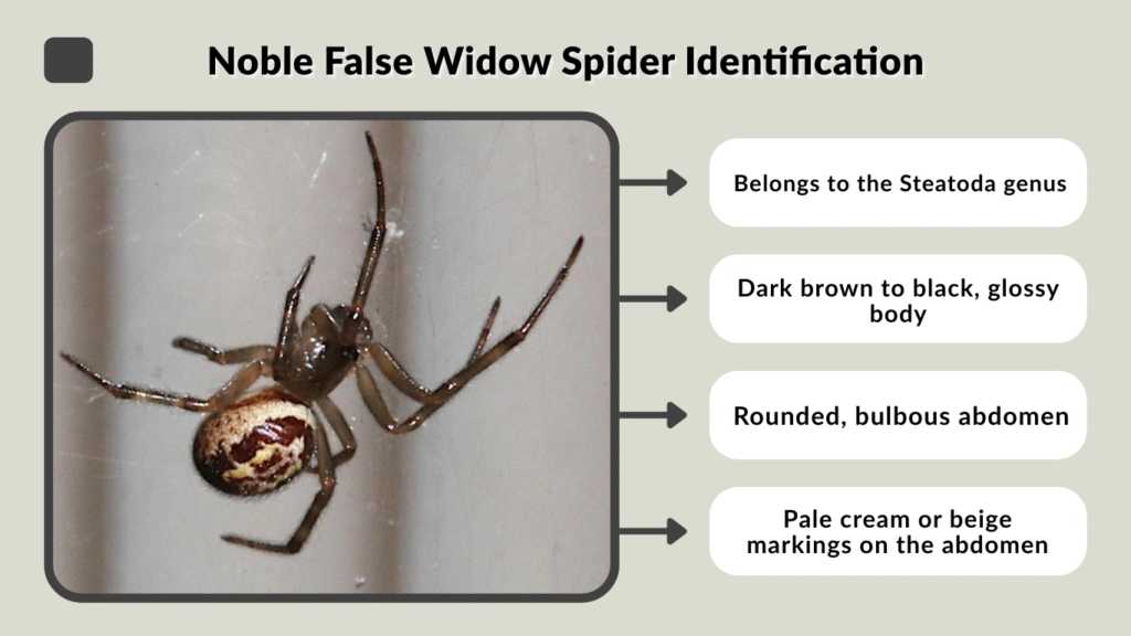 Noble False Widow Spider: Identification, Bite & Facts