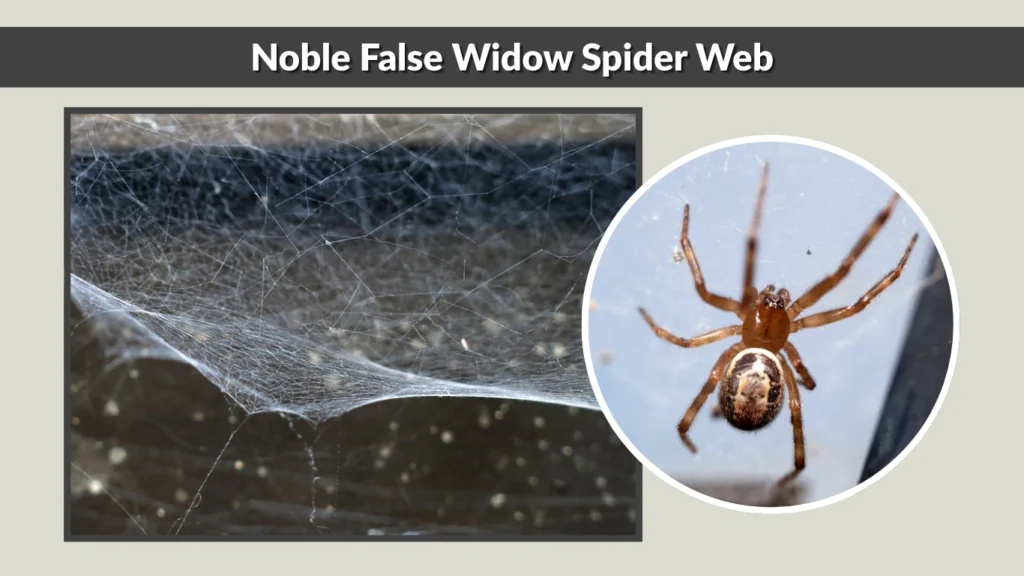 Noble False Widow Spider: Identification, Bite & Facts