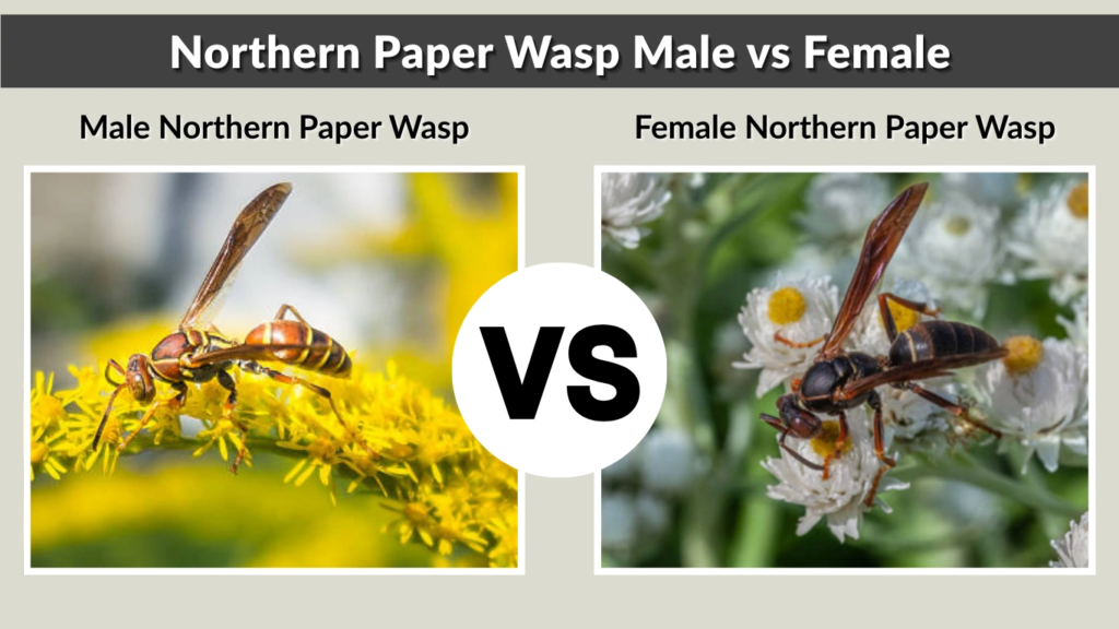 Northern Paper Wasp: Sting, Nest, Behavior & Control