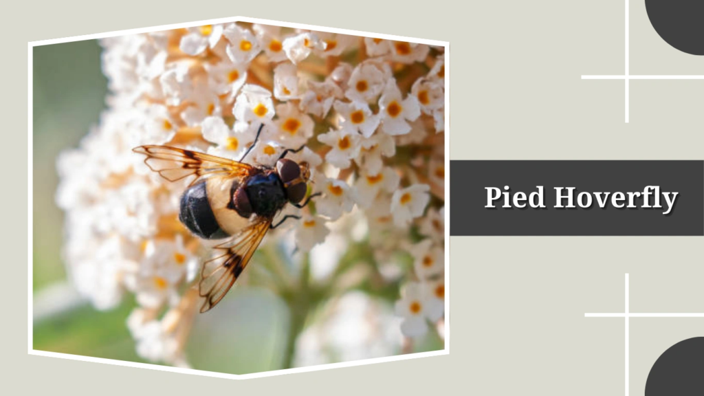 21 Types of Hoverflies: Species Identification with Name & Pictures