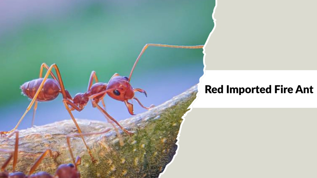 7 Common Types of Fire Ant: Species Identification with Pictures