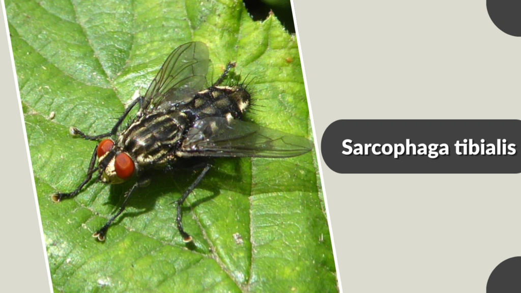 15 Types of Flesh Flies: Identification with Picture