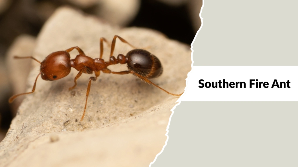 7 Common Types of Fire Ant: Species Identification with Pictures