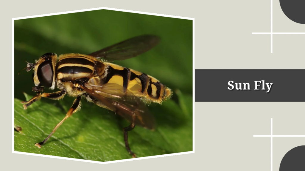 21 Types of Hoverflies: Species Identification with Name & Pictures