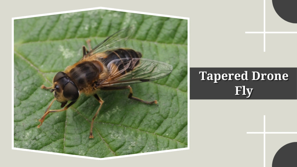 21 Types of Hoverflies: Species Identification with Name & Pictures