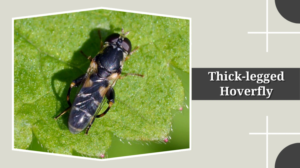 21 Types of Hoverflies: Species Identification with Name & Pictures