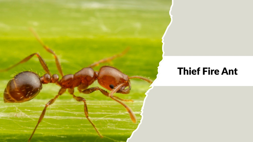 7 Common Types of Fire Ant: Species Identification with Pictures