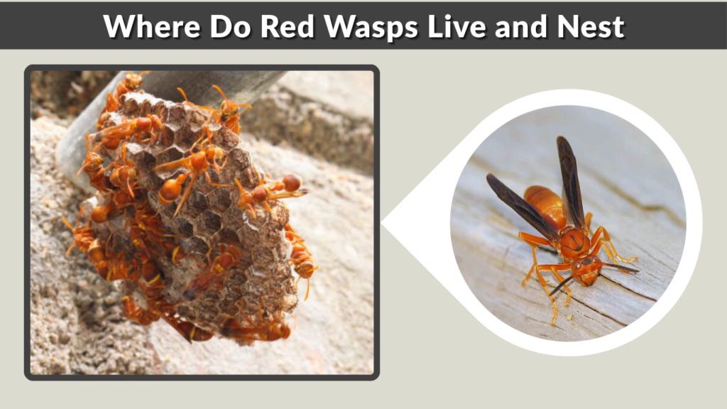 How to Get Rid of Red Wasps Naturally and Permanently