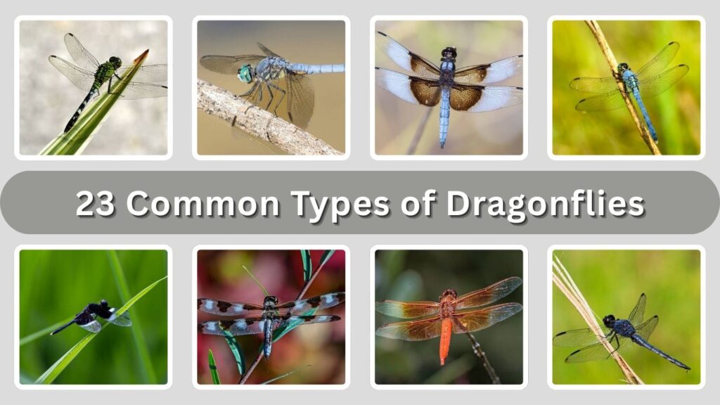 23 Common Types of Dragonflies: Identification with pictures