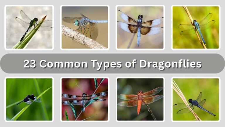 23 Common Types of Dragonflies: Identification with pictures