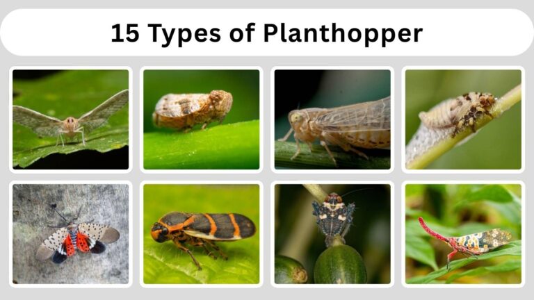 15 Types of Planthopper: Species Identification with Pictures
