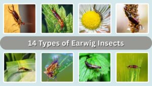 14 Types of Earwig Insects: Identification, Larvae, Habitat, Bite
