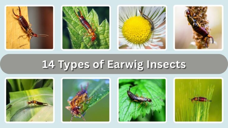 14 Types of Earwig Insects: Identification, Larvae, Habitat, Bite