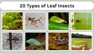 20 Types of Leaf Insects: Diet, Egg, Habitat, and Life Cycle