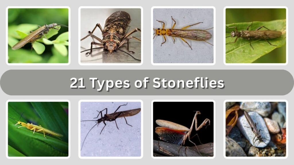 21 Types of Stoneflies: Habitat, Diet, Lifecycle, ID with Pictures