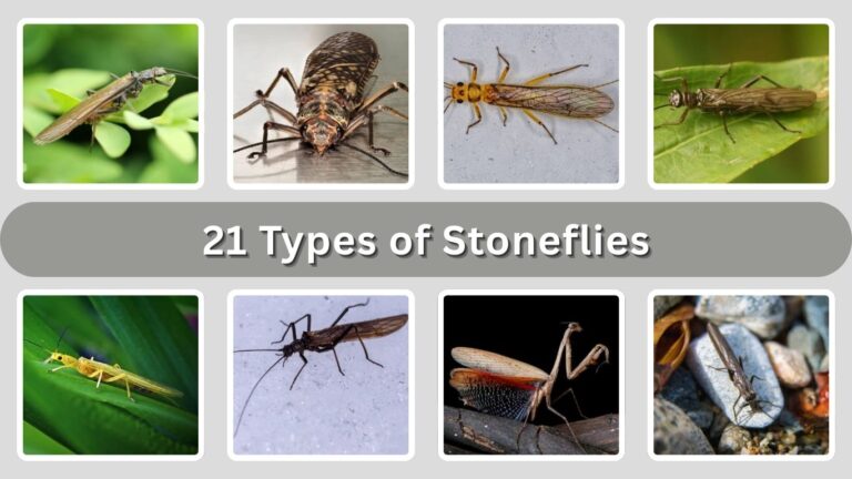 21 Types of Stoneflies: Habitat, Diet, Lifecycle, ID with Pictures