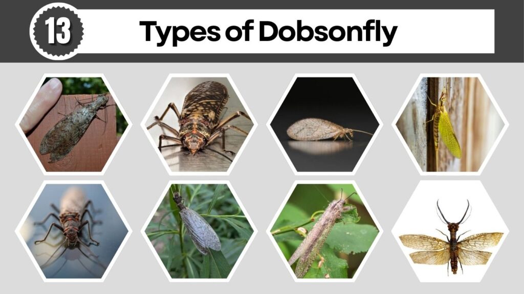 13 Types of Dobsonfly: Size, Habitat, Diet, Life Cycle, Images