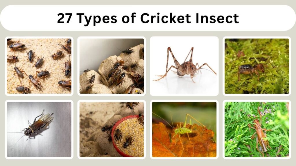 27 Types of Cricket Insect: Identification with Pictures