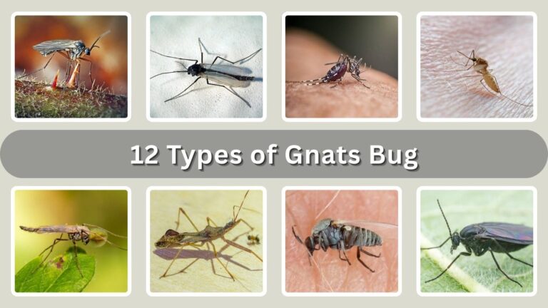 12 Types of Gnats Bug: Identification with Pictures