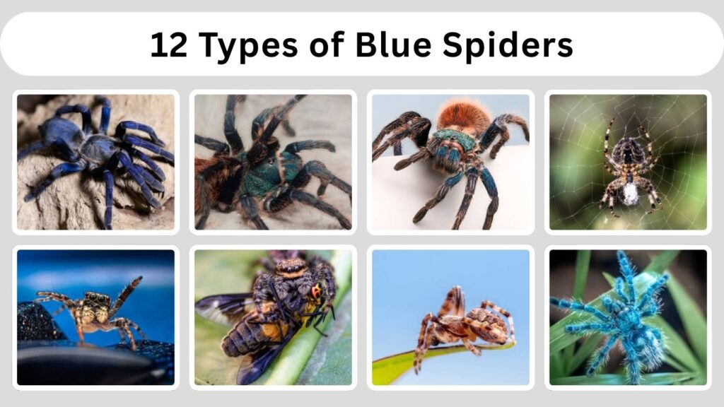 12 Types of Blue Spiders: Species Identification with Pictures