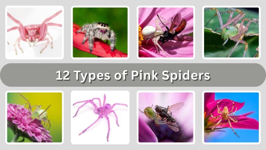 12 Types of Pink Spiders: Species Identification with Pictures