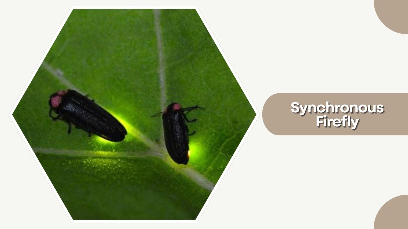 12 Types of Firefly: Species Identification with Pictures