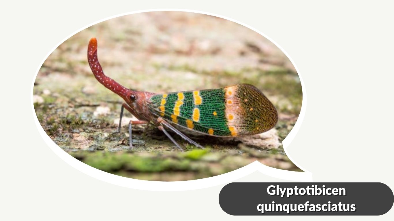 16 Types of Treehoppers: Species Identification with Pictures