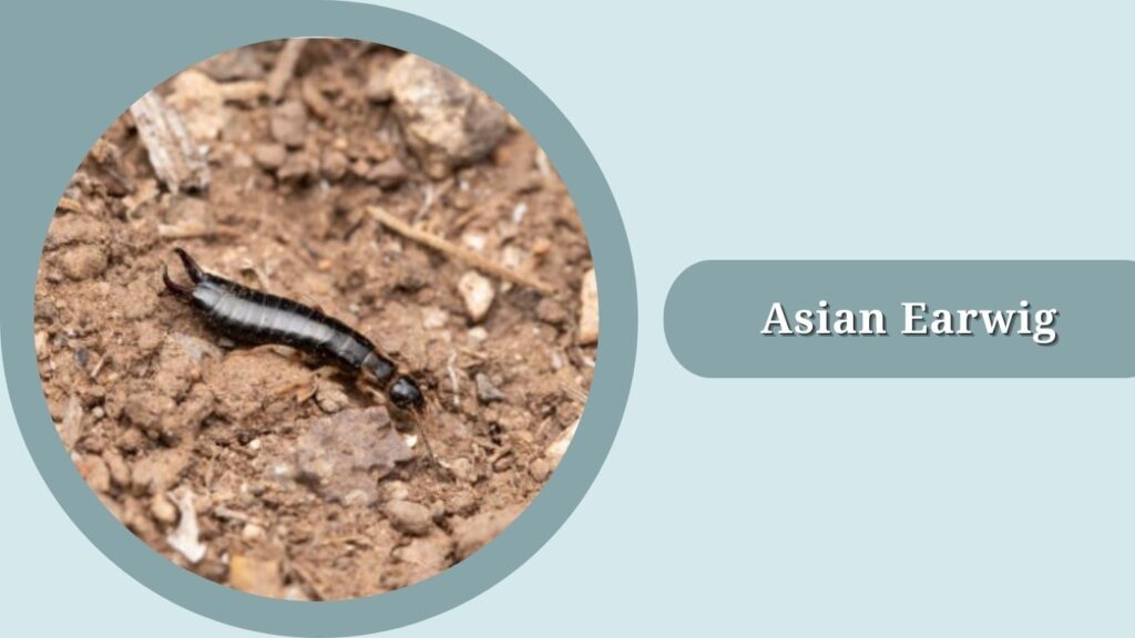 14 Types of Earwig Insects: Identification, Larvae, Habitat, Bite