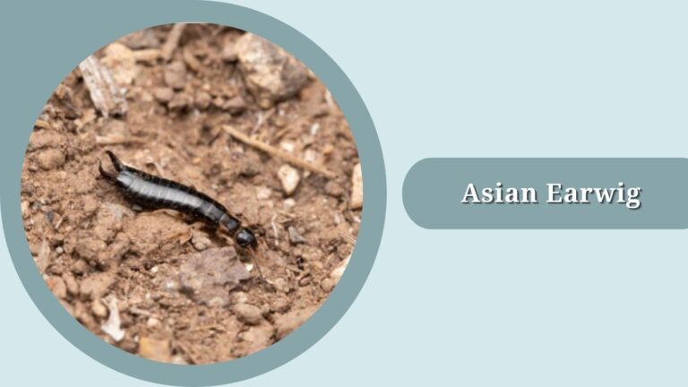 14 Types of Earwig Insects: Identification, Larvae, Habitat, Bite