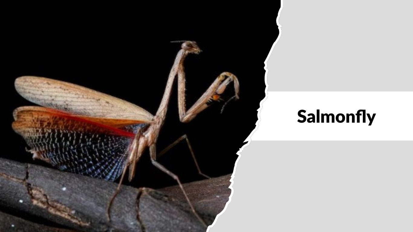 21 Types of Stoneflies: Habitat, Diet, Lifecycle, ID with Pictures