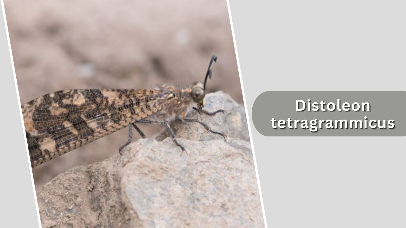 10 Types of Antlion: Size, Diet, Lifecycle, Identification with Picture