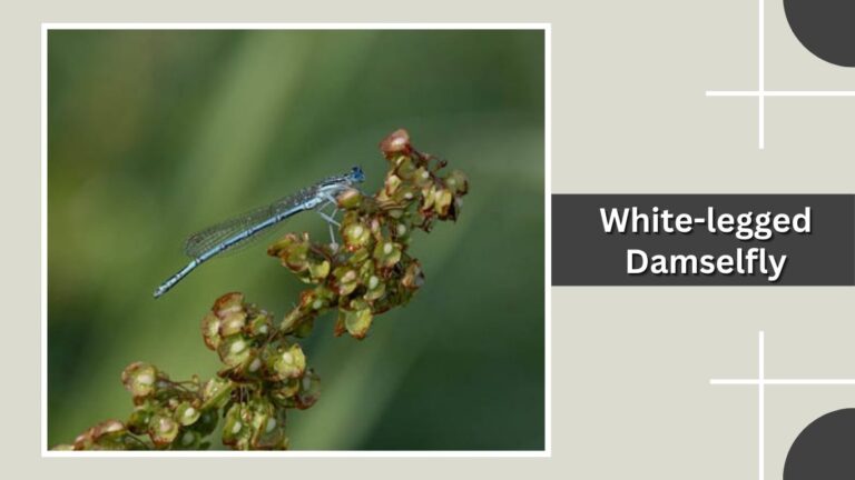 15 Types of Damselfly Insects: Species Identification with Pictures