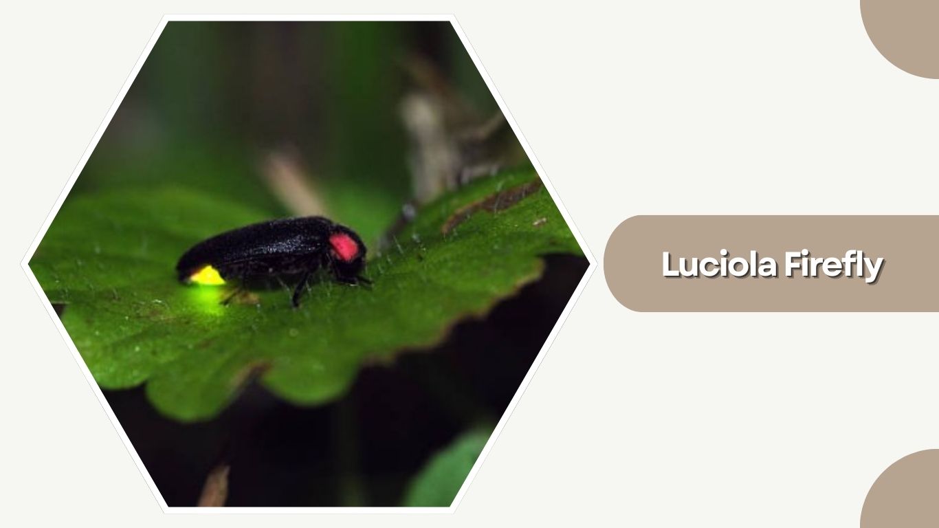 12 Types of Firefly: Species Identification with Pictures