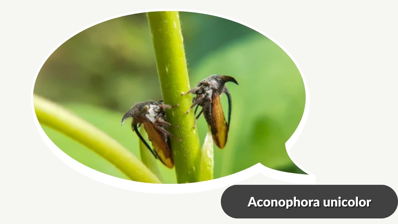 16 Types of Treehoppers: Species Identification with Pictures