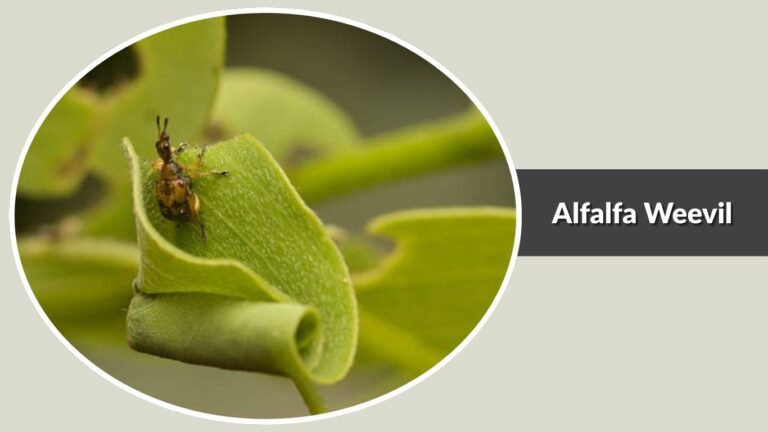 21 Common Types of Weevils Bug: Identification With Pictures