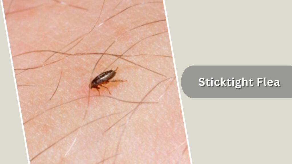 13 Types of Fleas: Habitat, Lifecycle, Diet, Identification with Pictures