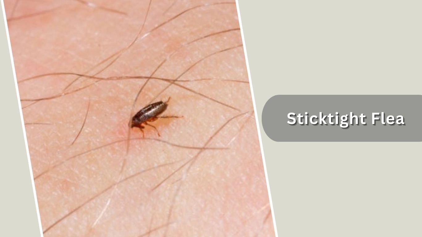 13 Types of Fleas: Habitat, Lifecycle, Diet, Identification with Pictures