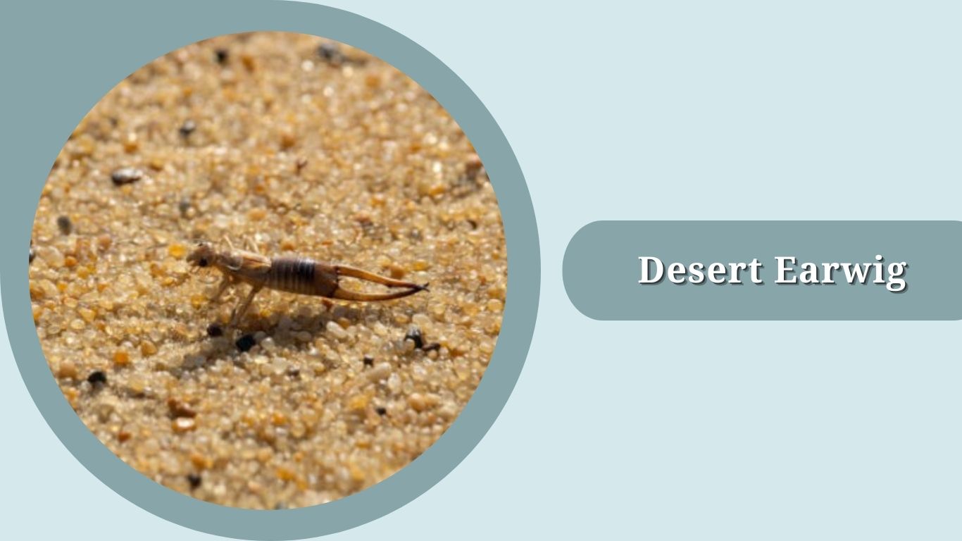 14 Types of Earwig Insects: Identification, Larvae, Habitat, Bite
