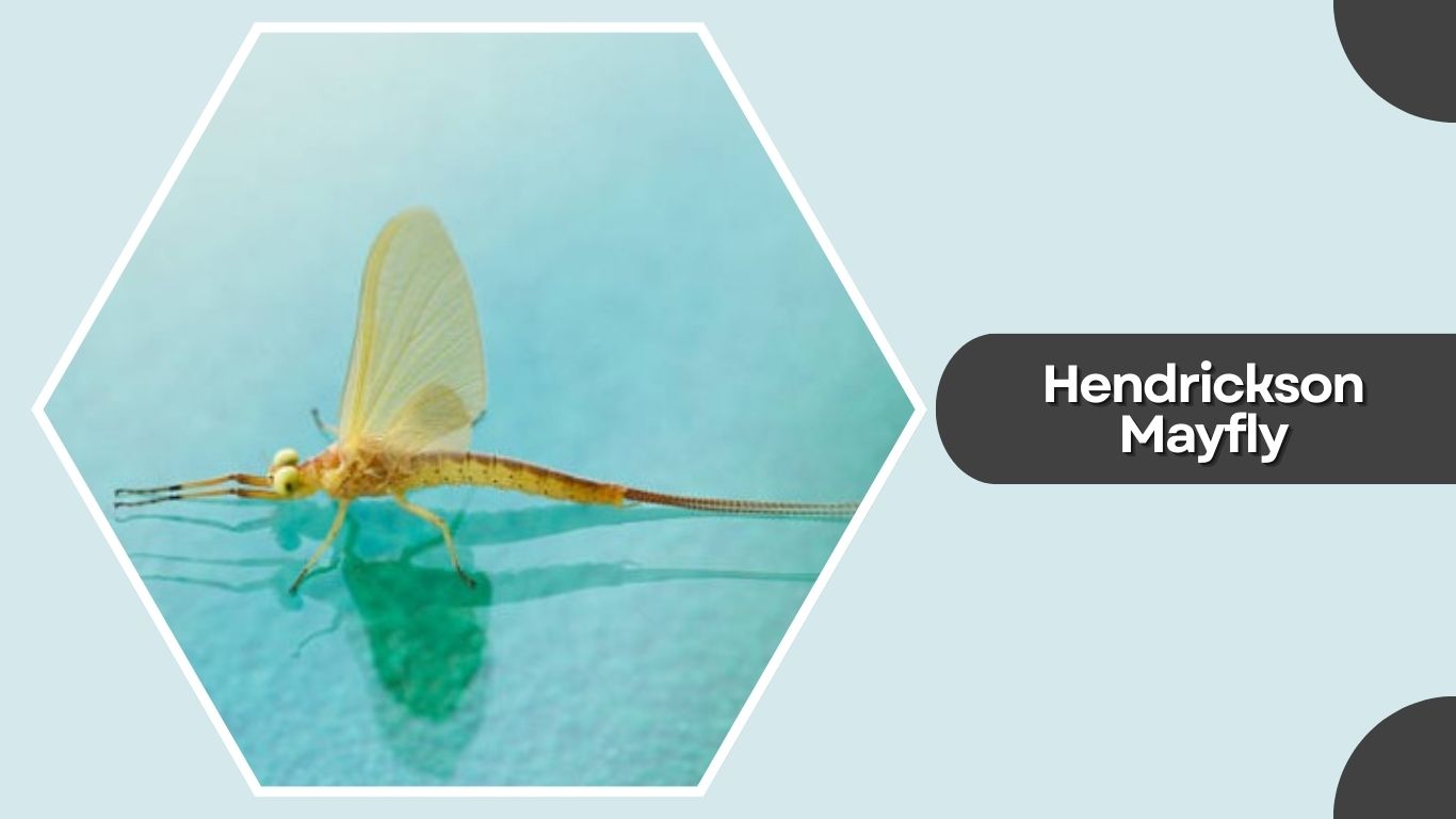 15 Common Types of Mayflies: Habitat, Behaviors, Pictures