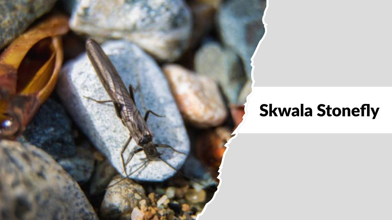 21 Types of Stoneflies: Habitat, Diet, Lifecycle, ID with Pictures