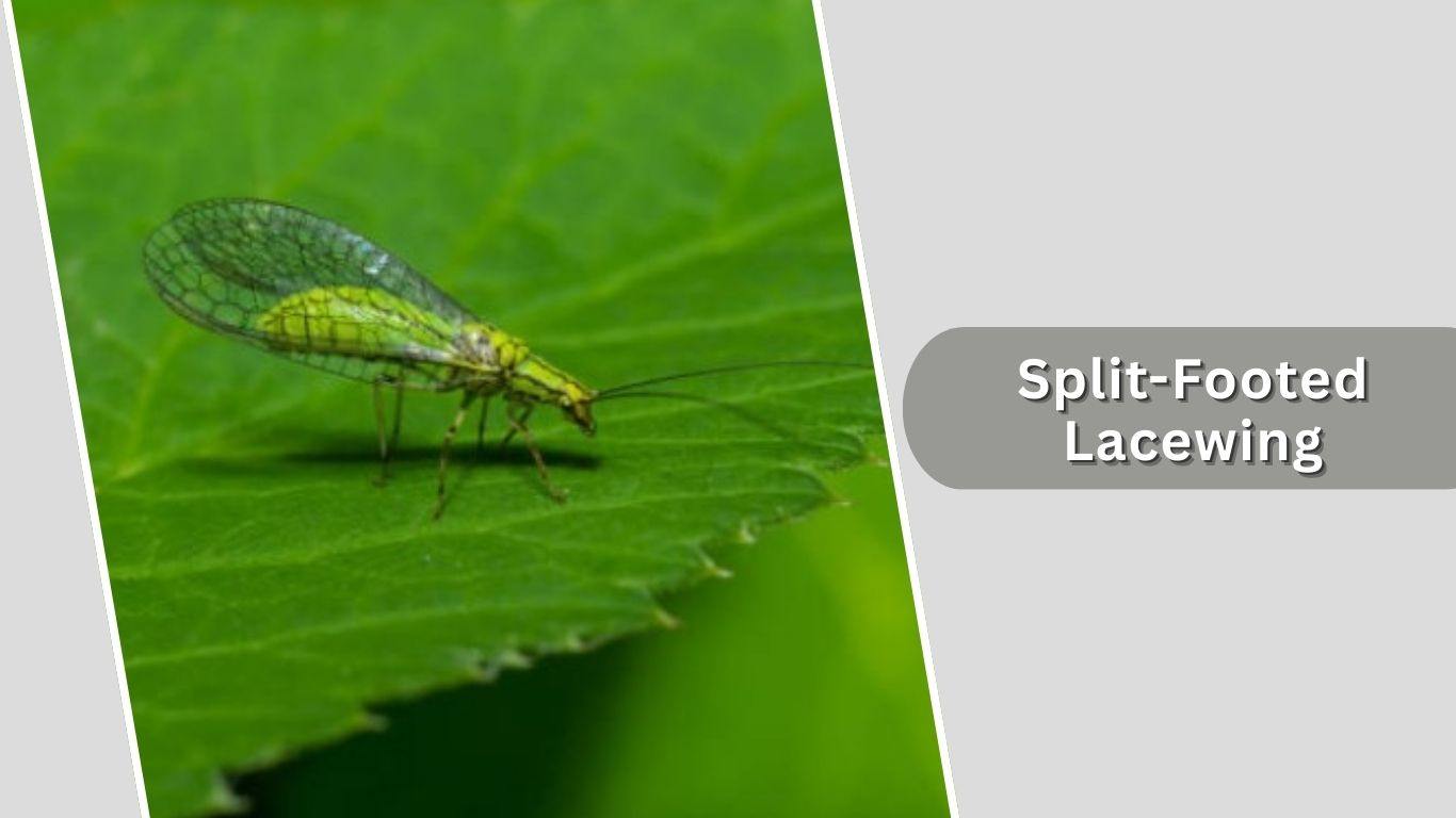 12 Types of Lacewing: Size, Diet, Habitat, Life Cycle and Pictures