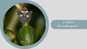 15 Types of Planthopper: Species Identification with Pictures