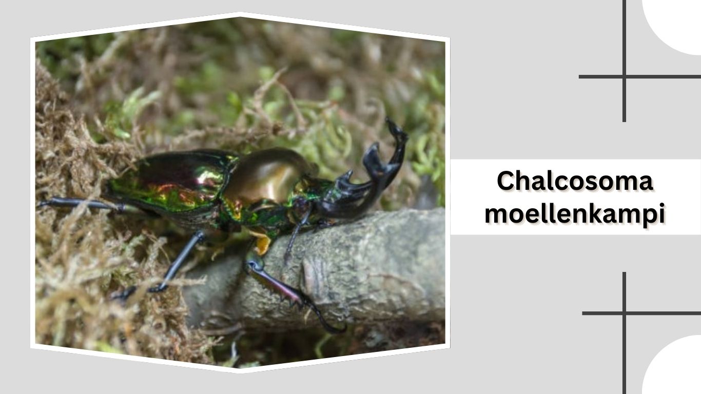 25 Types of Rhinoceros Beetle: Habitat, Behaviors, Identification with ...