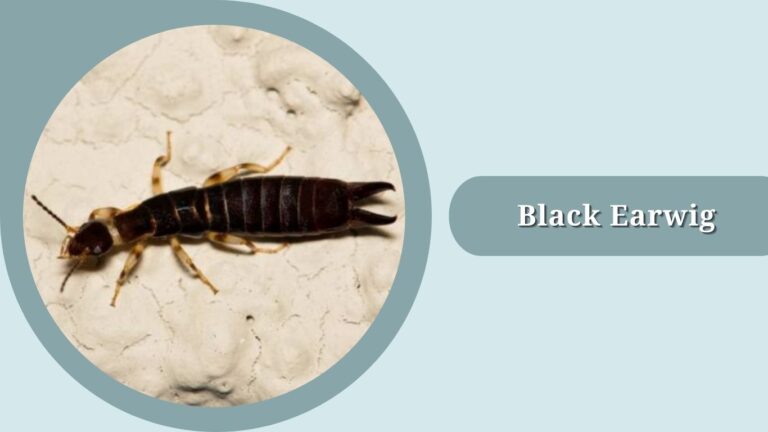 14 Types of Earwig Insects: Identification, Larvae, Habitat, Bite