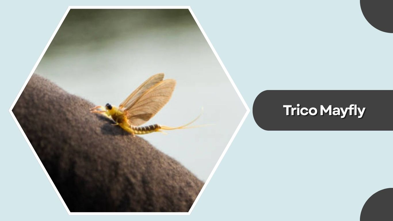 15 Common Types of Mayflies: Habitat, Behaviors, Pictures