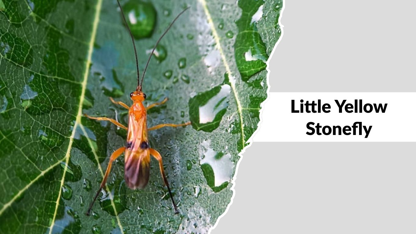 21 Types of Stoneflies: Habitat, Diet, Lifecycle, ID with Pictures
