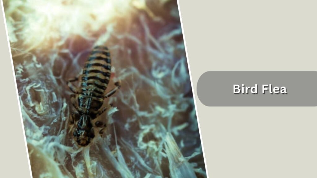 13 Types of Fleas: Habitat, Lifecycle, Diet, Identification with Pictures